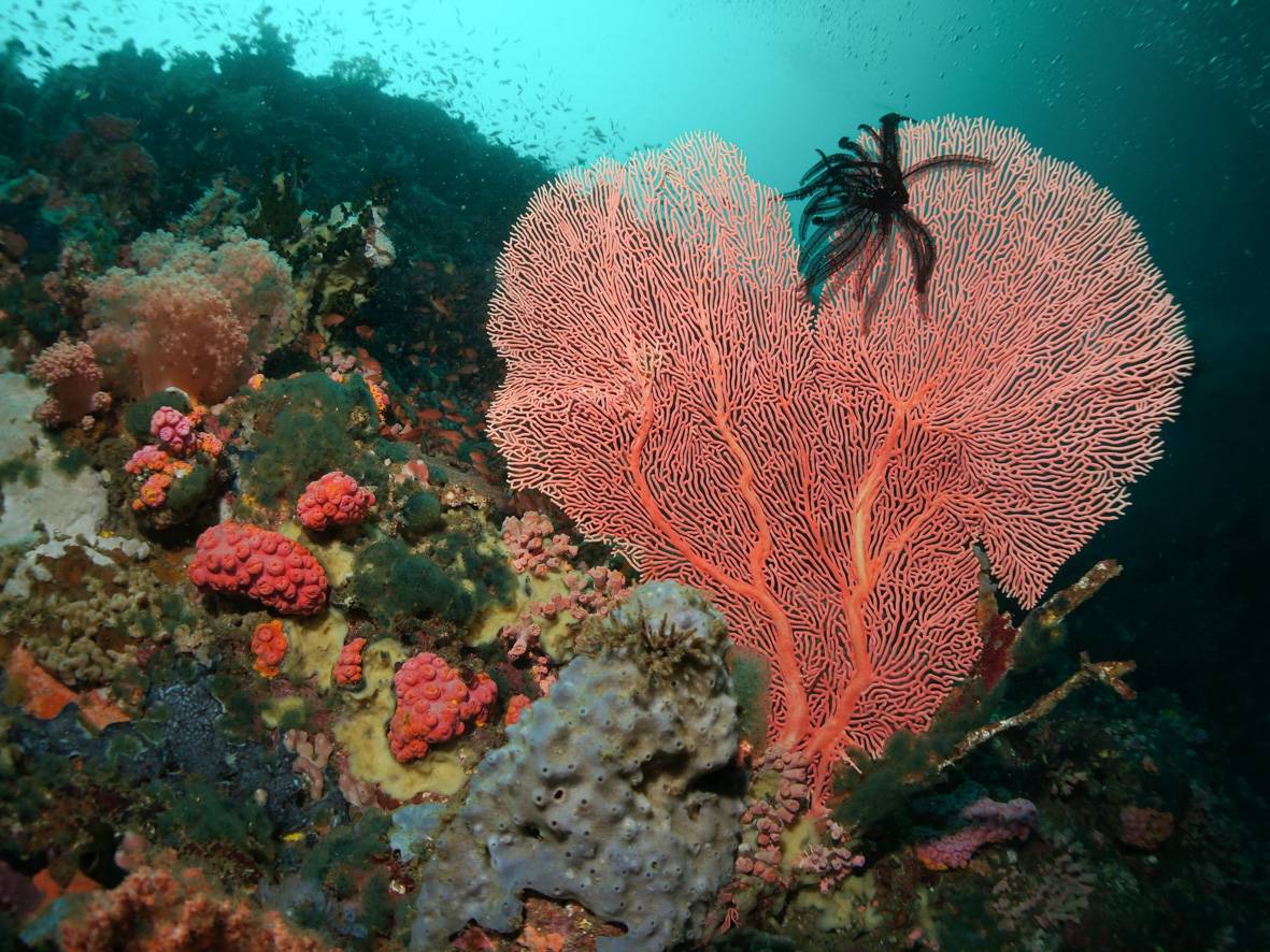 DIVING OFF THE PHILIPPINES... - GREEN CORALS