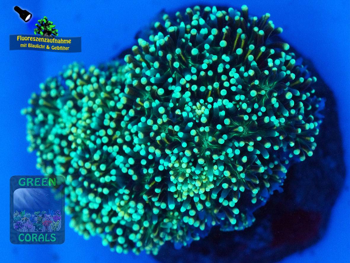 Galaxea sp. `mint´ - GREEN CORALS Korallenableger