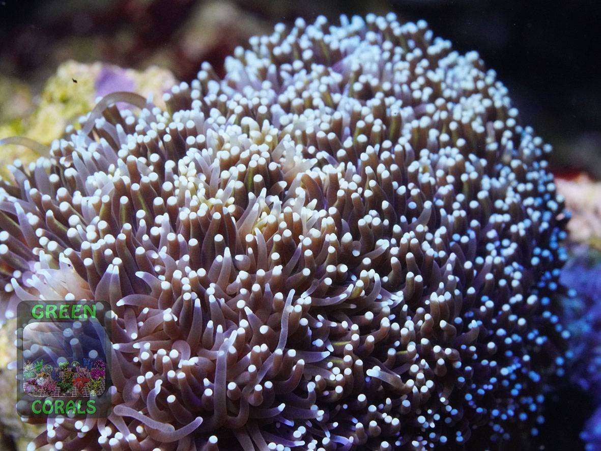 Galaxea fascicularis `mint´ - GREEN CORALS Korallenableger