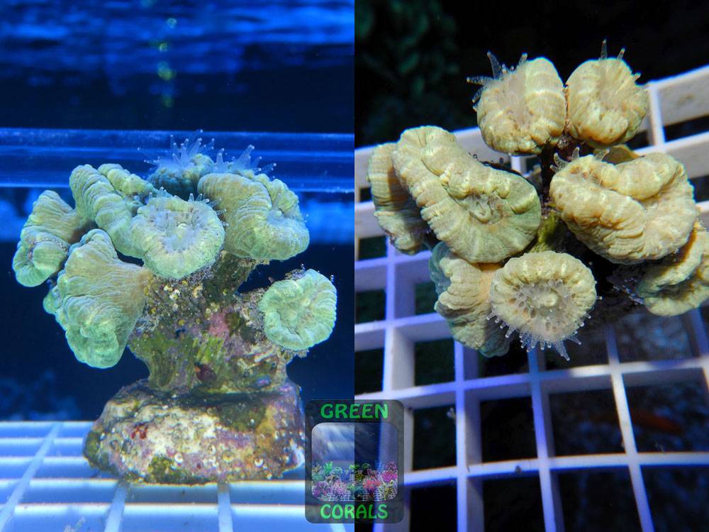 Caulastraea furcata grün - GREEN CORALS
