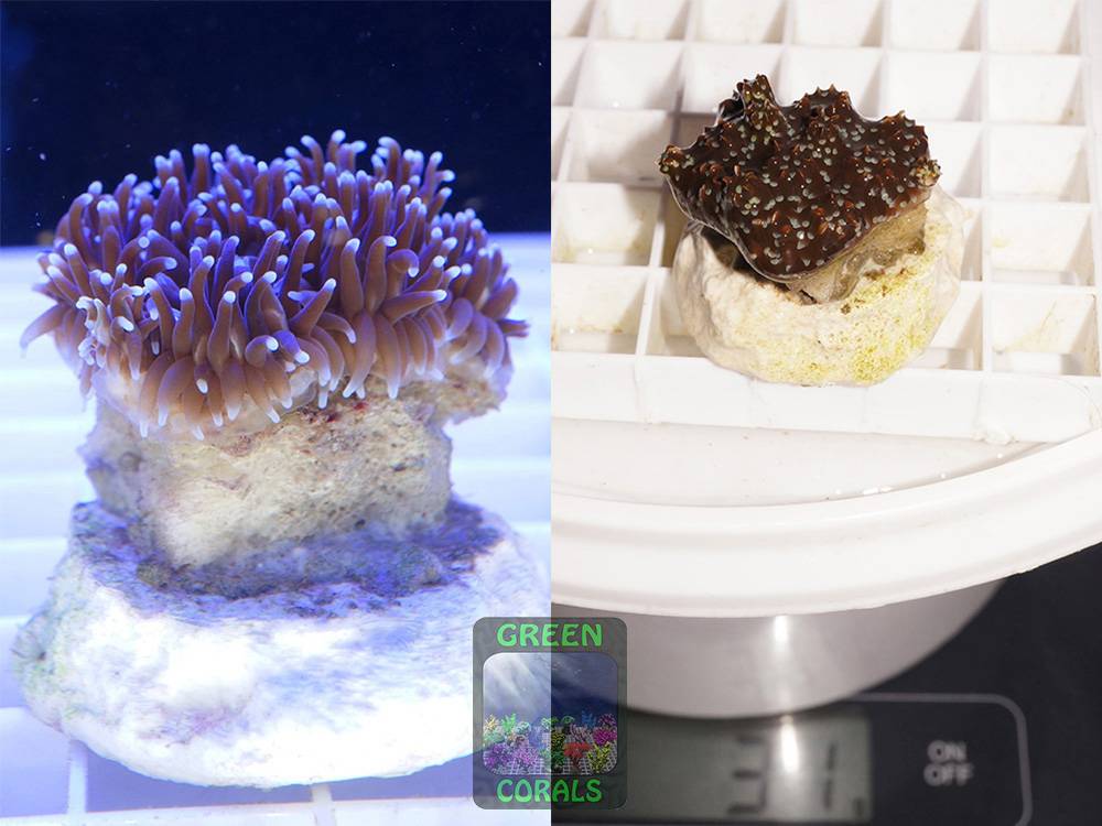 Galaxea sp. `mint´ - GREEN CORALS Korallenableger