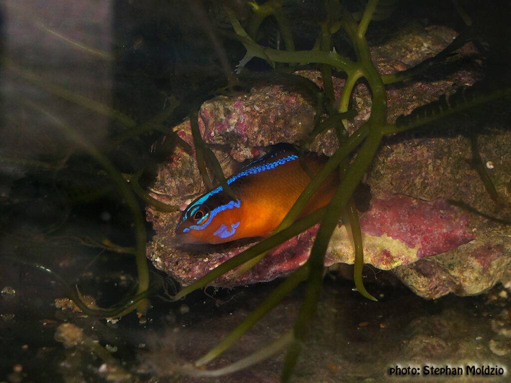 Pseudochromis springeri - GREEN CORALS Onlineshop