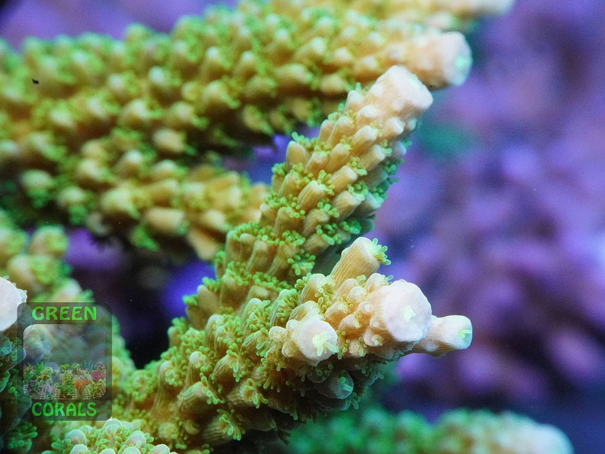 Korallenableger Acropora tumida `Enzmann´ - GREEN CORALS