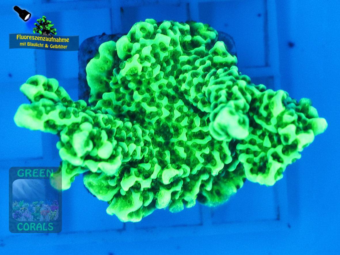 Montipora confusa neongreen - GREEN CORALS