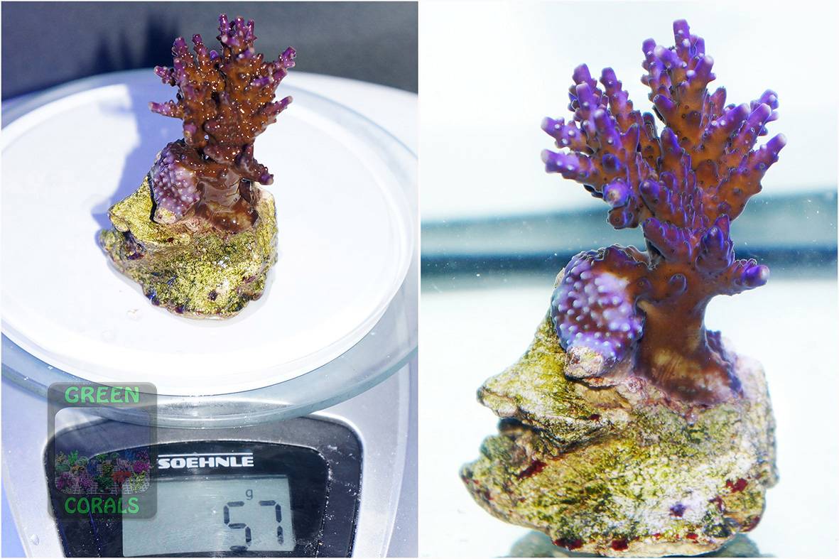 Korallenableger Acropora valida `violett´ - GREEN CORALS