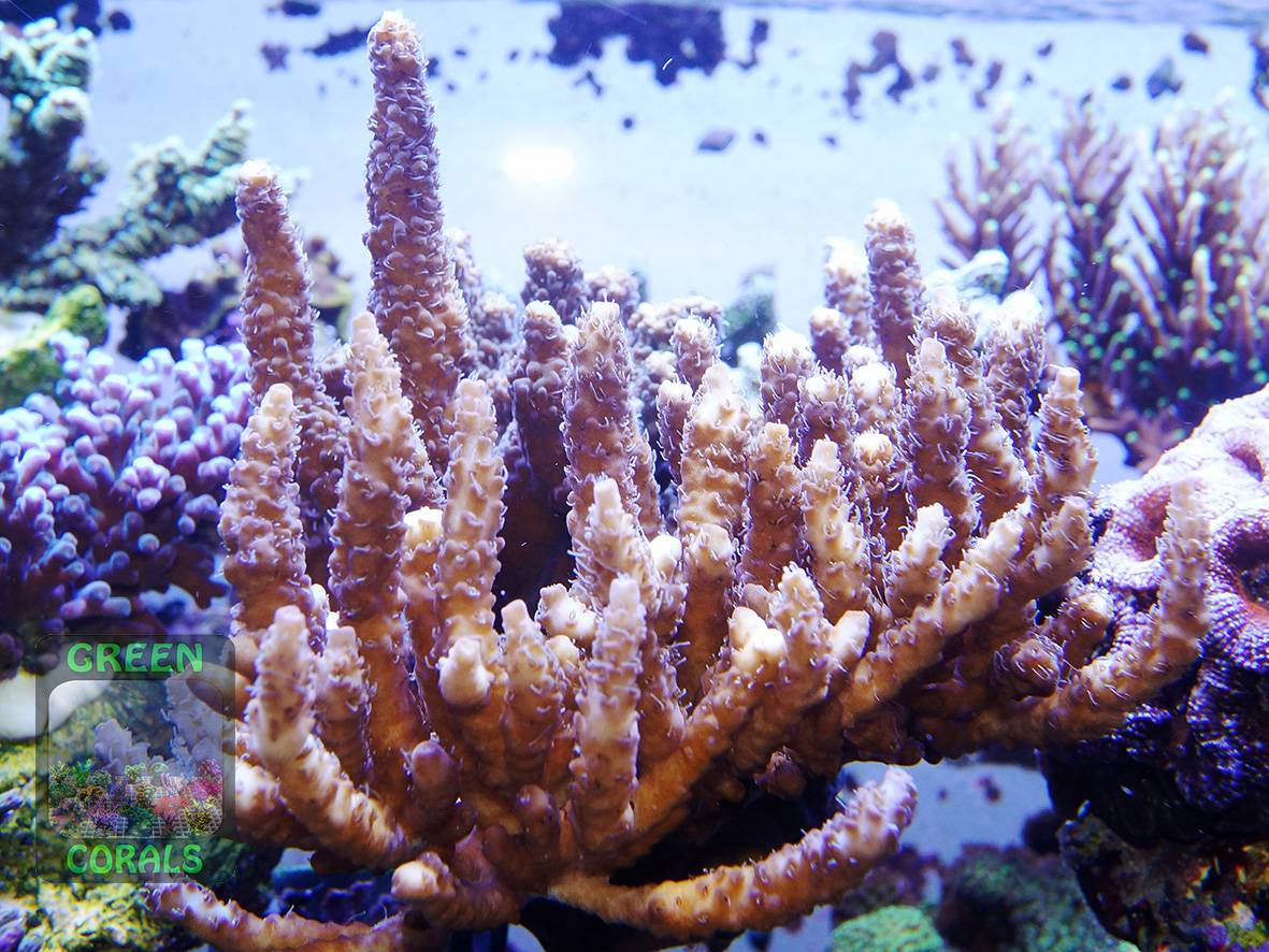 KorallenablegerAcropora hyacinthus `pink´ - GREEN CORALS